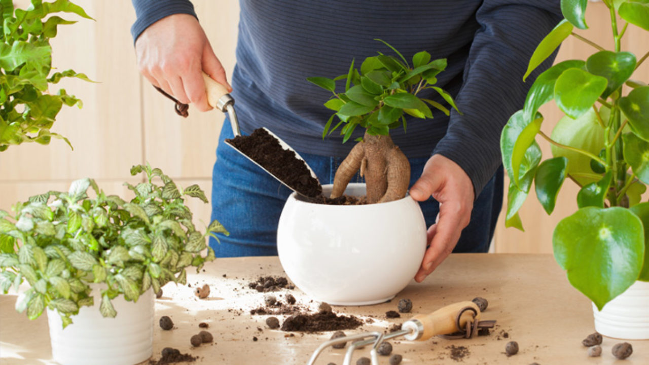 Aprenda a trocar uma muda de planta de vaso depois que ela cresceu