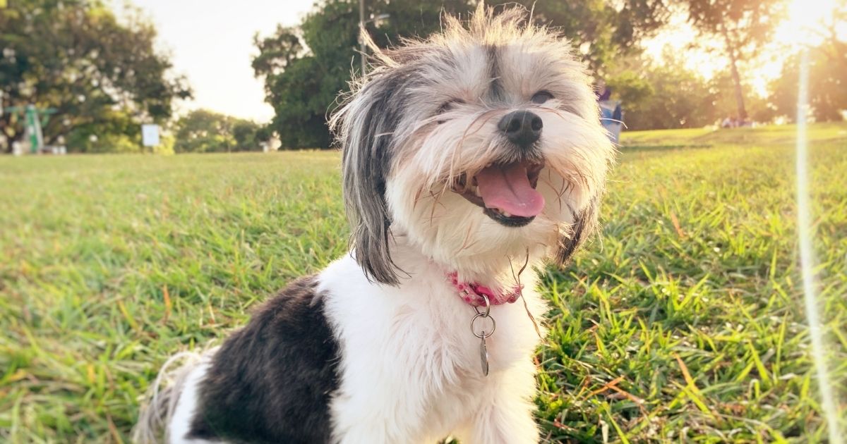 Dicas infalíveis e fáceis de seguir para deixar seu cão feliz