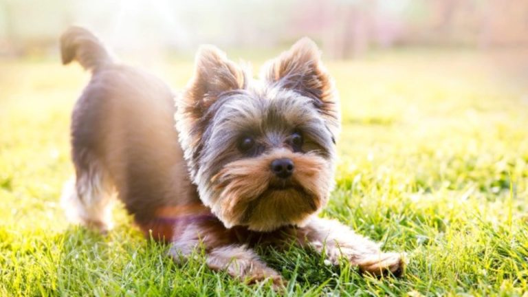 3 raças de cachorro calmos e silenciosos para quem mora em apartamento