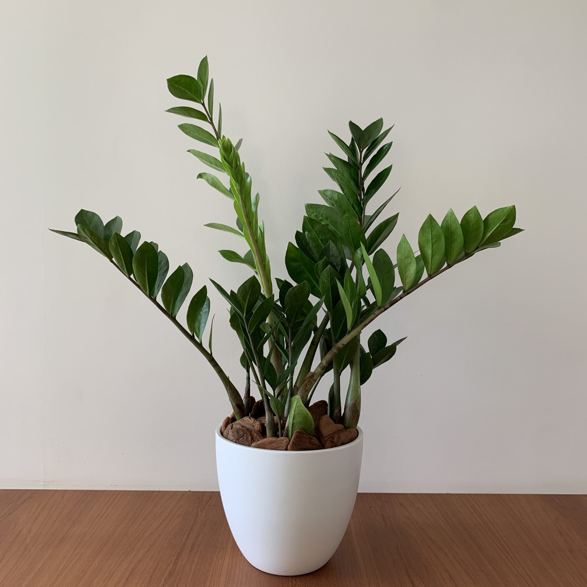 Zamioculca não dá brotos: descubra onde você pode estar errando