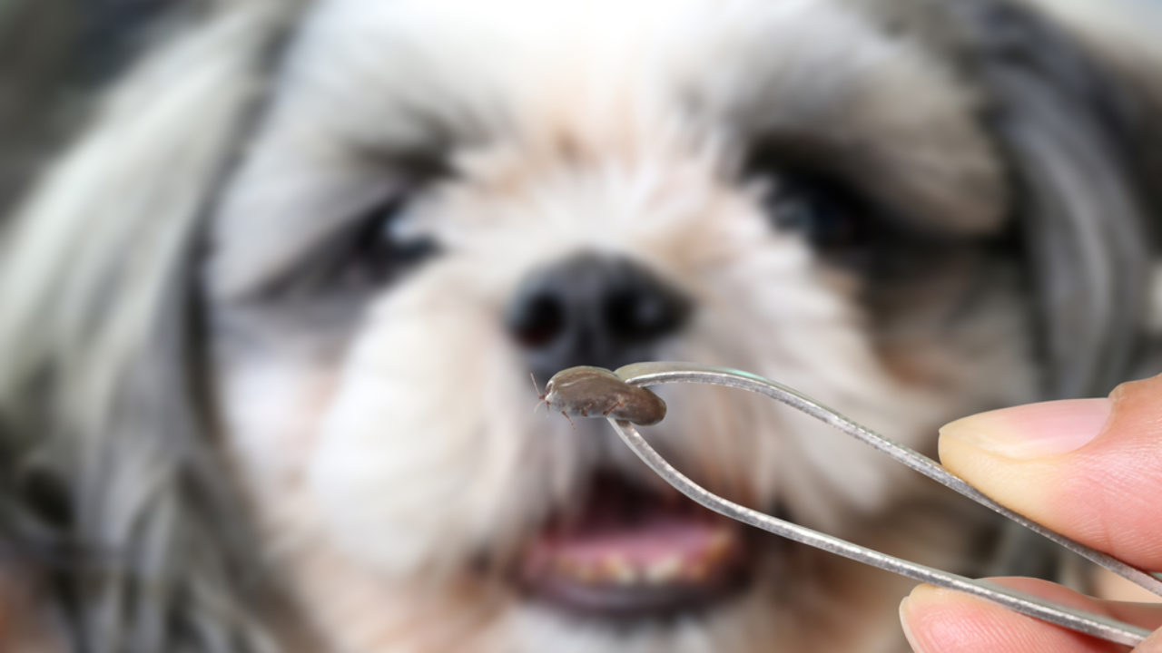 Seu cachorro está com carrapato? TUDO que você precisa saber para se ...
