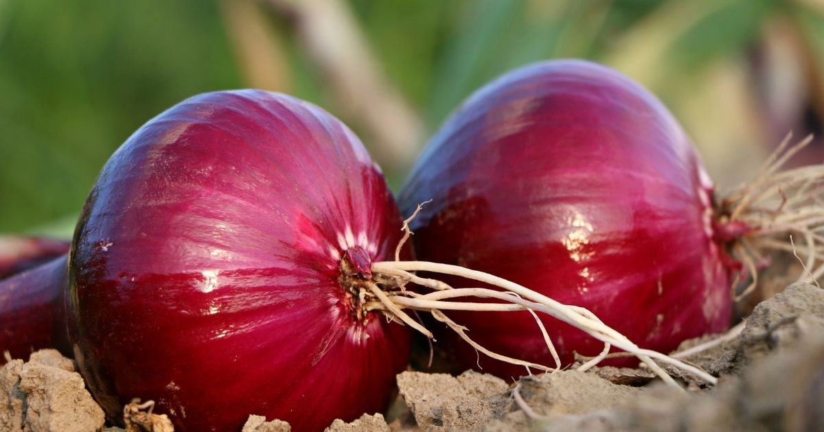 Descubra os poderosos efeitos do chá de cascas de cebola à saúde