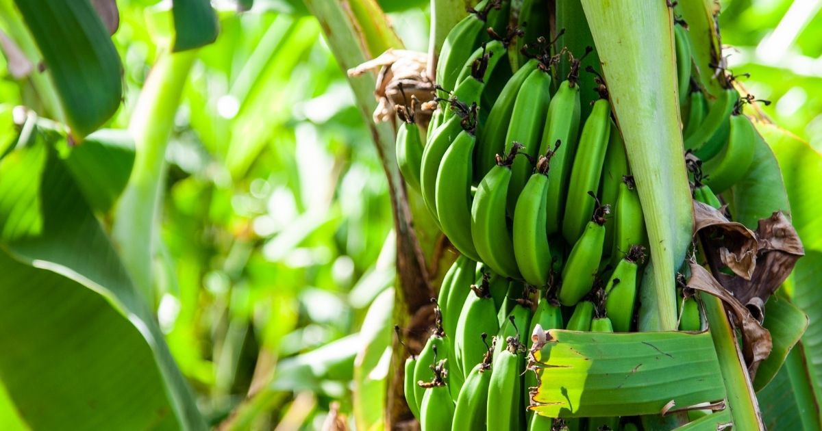 Como plantar banana? Saiba como ter a fruta no quintal de casa