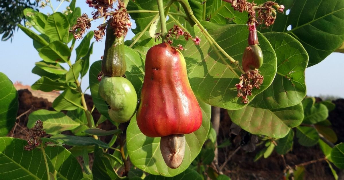 Caju: descubra 6 benefícios dessa fruta tipicamente brasileira!