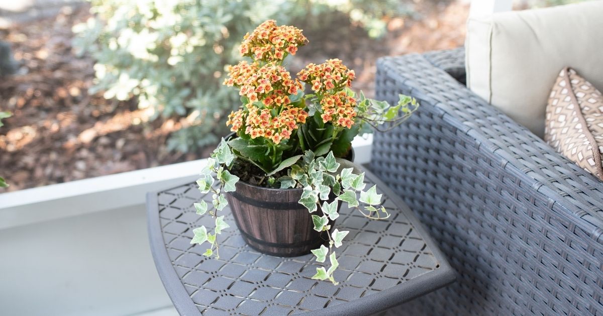 Conheça as 5 melhores dicas para cultivar a sua Flor-da-Fortuna