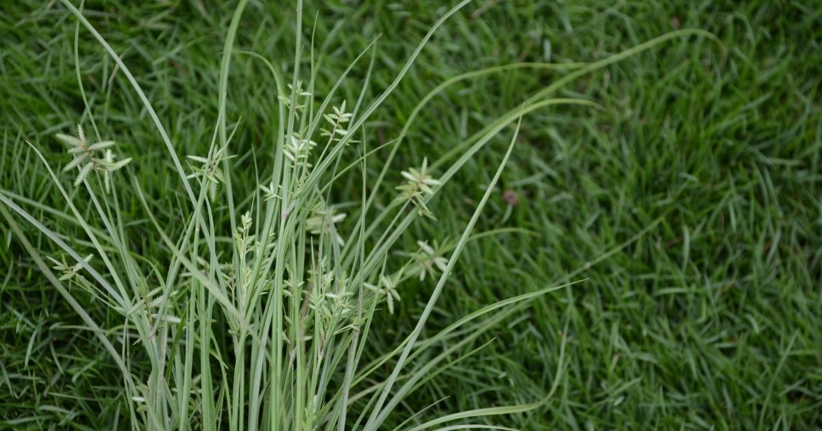Descubra como fazer uma fórmula natural para acabar com mato alto