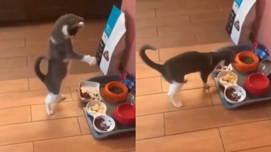 Vídeo de gato comemorando um banquete impressiona os internautas