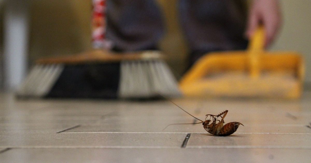 Receita definitiva para afastar baratas da sua casa: elas vão sumir de vez