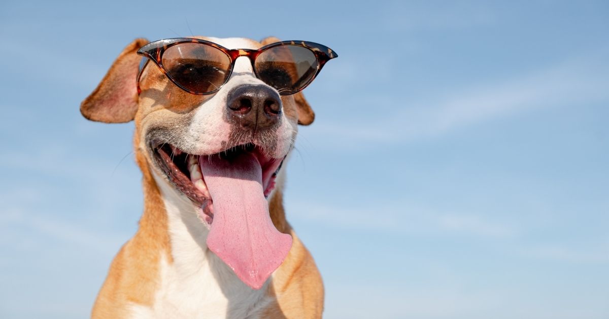 Faça isso e seu cachorro nunca mais vai sofrer no calor
