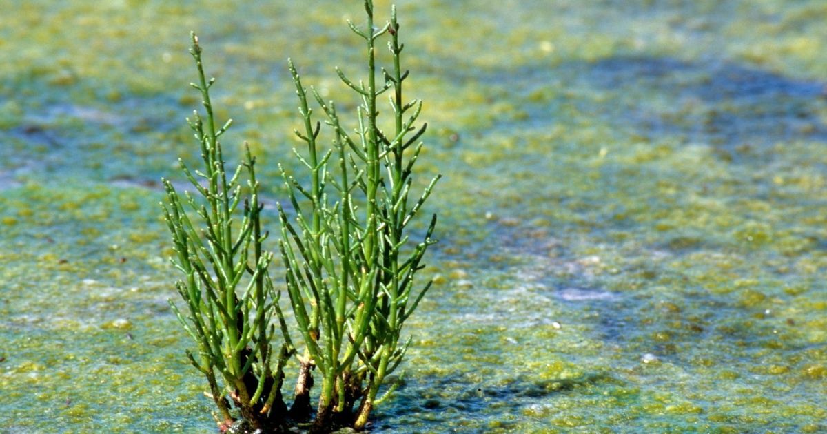 Salicórnia: a planta capaz de substituir o sal e outros temperos