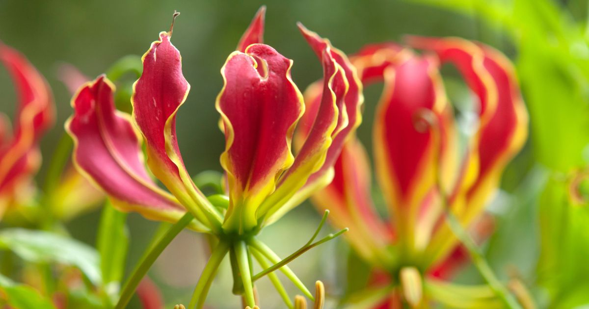 Você gosta de flores? Conheça as 5 espécies mais raras de todas