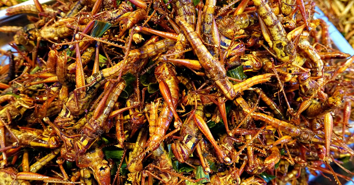 Insetos comestíveis: por que o consumo está crescendo no mundo