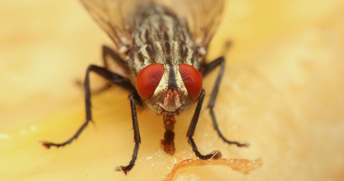 Como se livrar das moscas em 2 minutos com itens que temos em casa