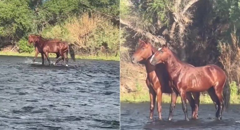 What is this magic? Video showing horses floating on water