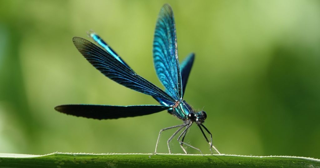 Deixe eles entrarem! 5 animais que são sinal de boa sorte em casa