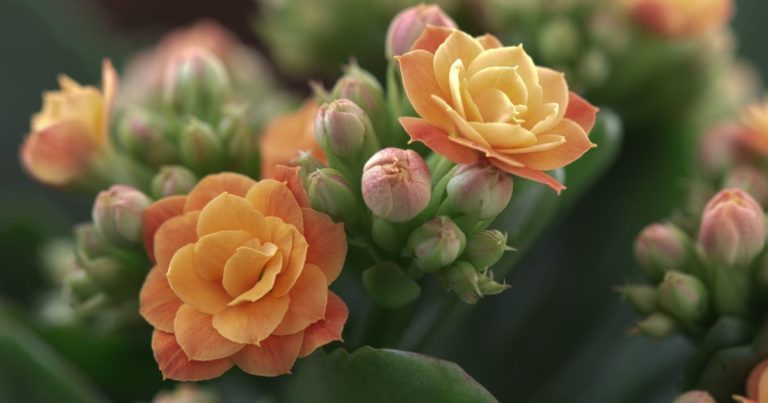 Flor da fortuna: além de linda, é fácil de cuidar e atrai sorte para casa