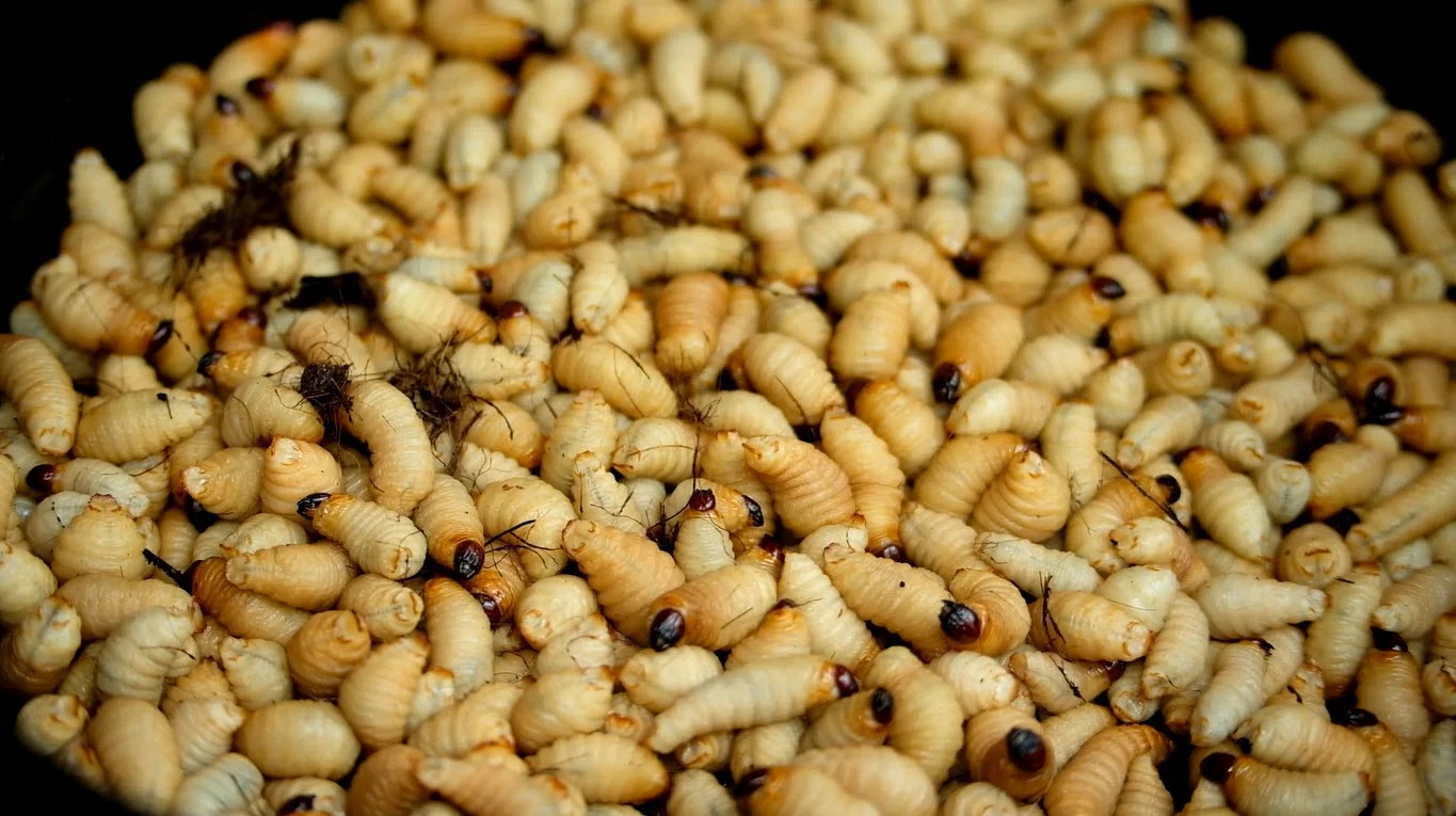 Prepare o estômago: 7 comidas exóticas para quem é curioso (ou maluco)