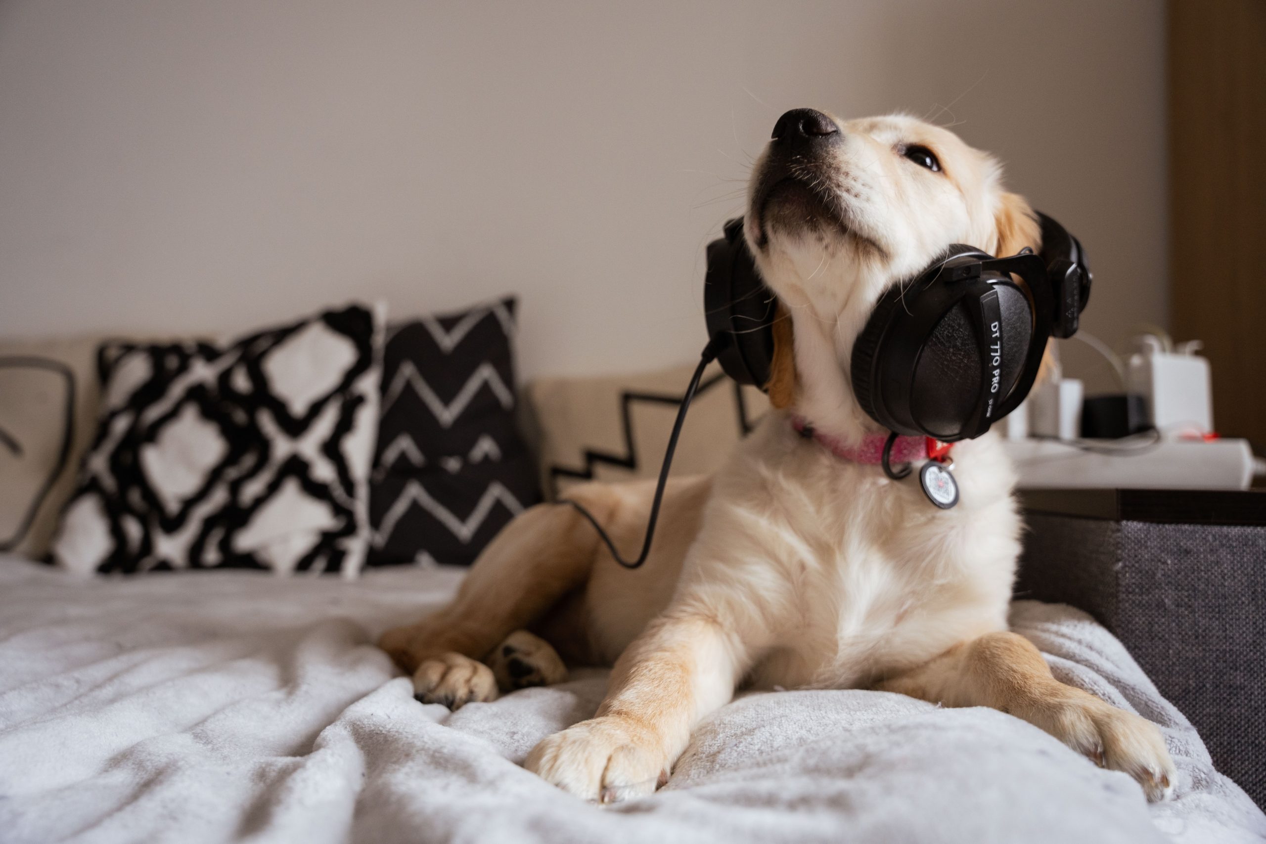 Doguinho relax! Essa playlist é PODEROSA para acalmar seu cachorro