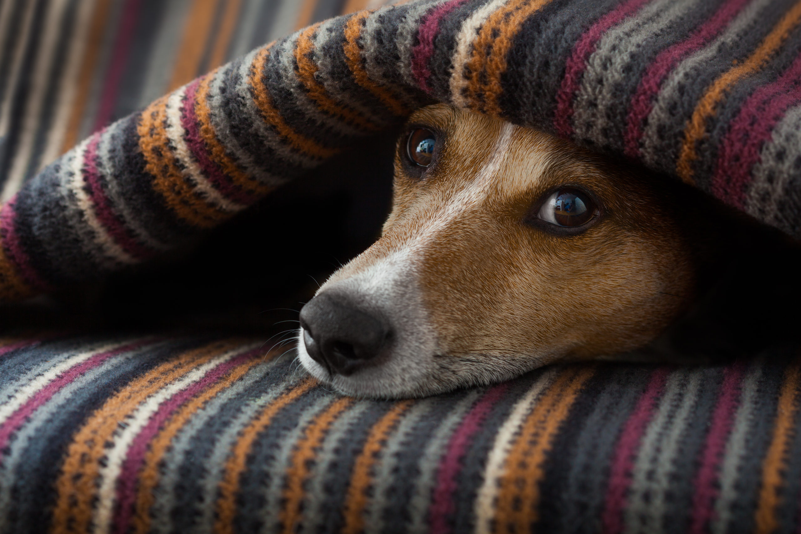 Como saber se seu cachorro está com frio com estas 6 dicas bem óbvias