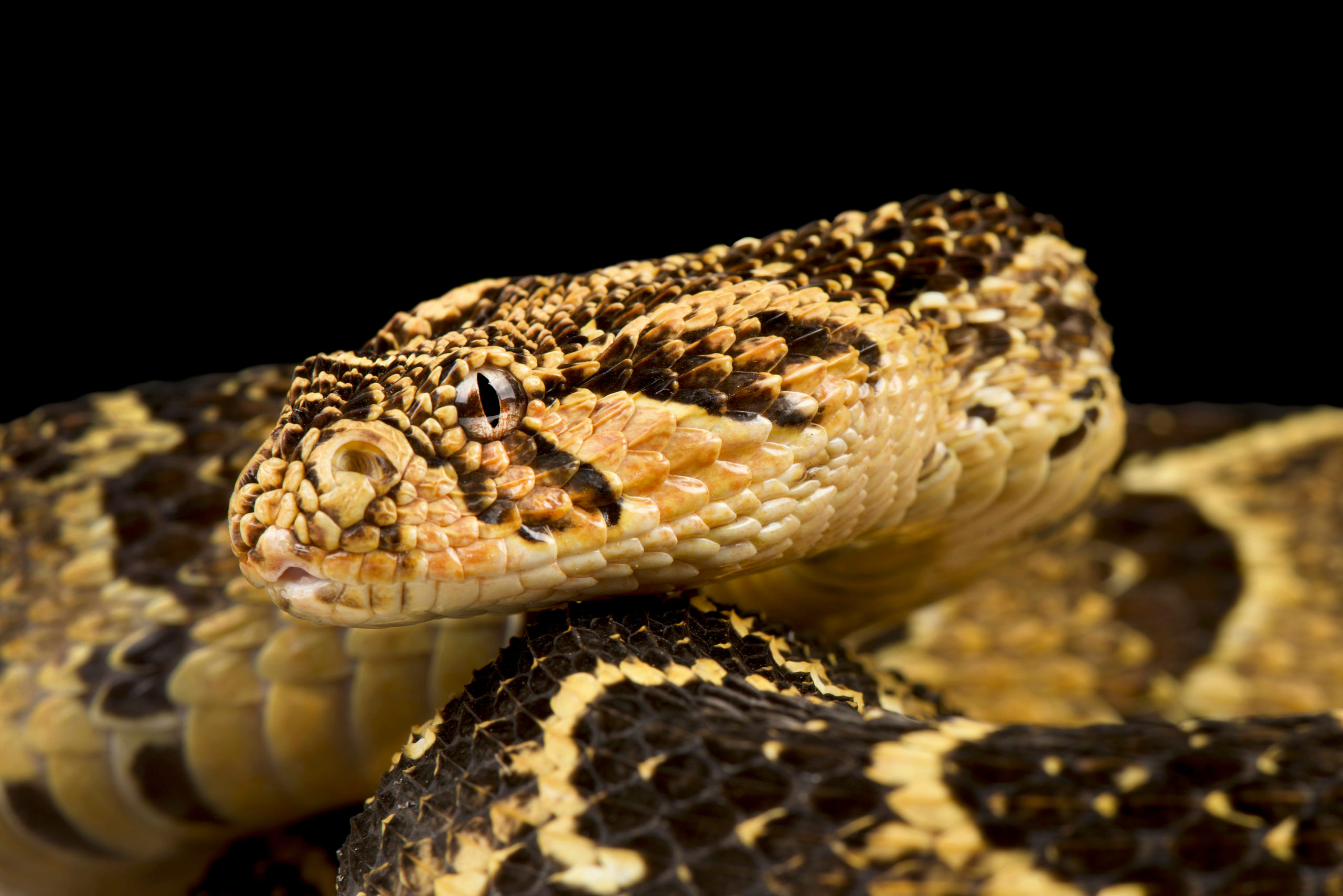 Vida selvagem: cobra biúta viraliza ao ser vista ANDANDO em casa