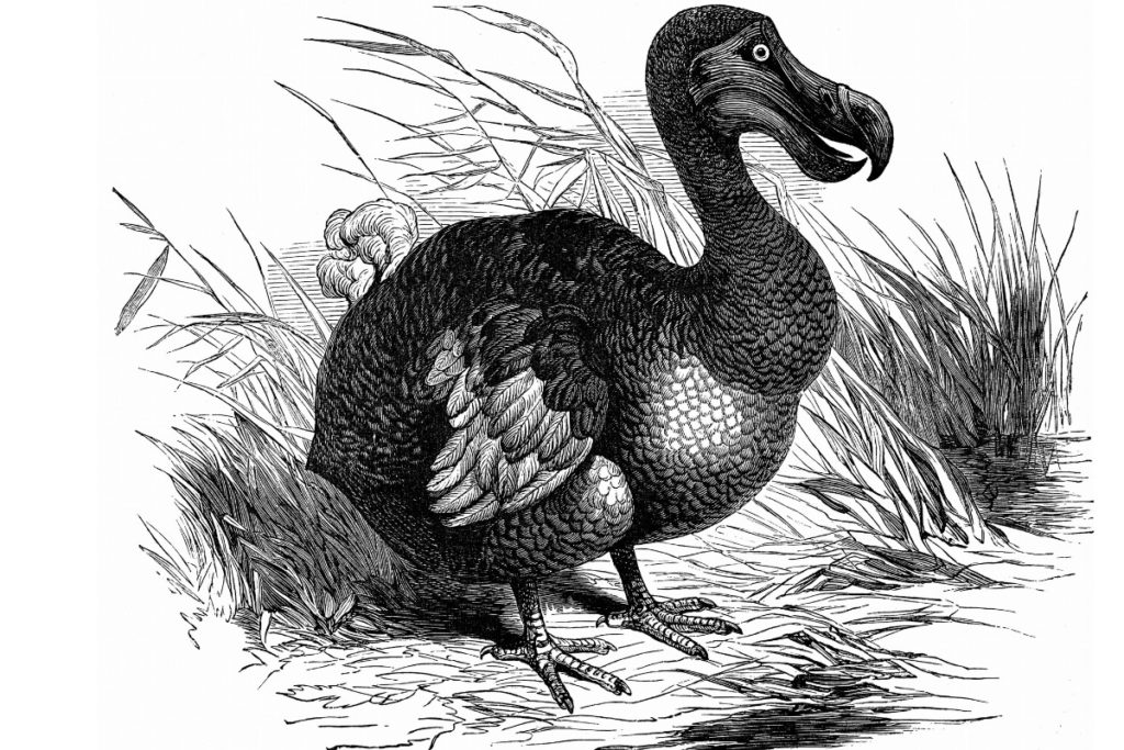 They disappeared from the map! 5 Extinct Foods That Were Really Delicious