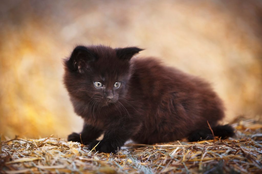 Além de 7 vidas, gatos têm 7 pelagens super raras que parecem mentira