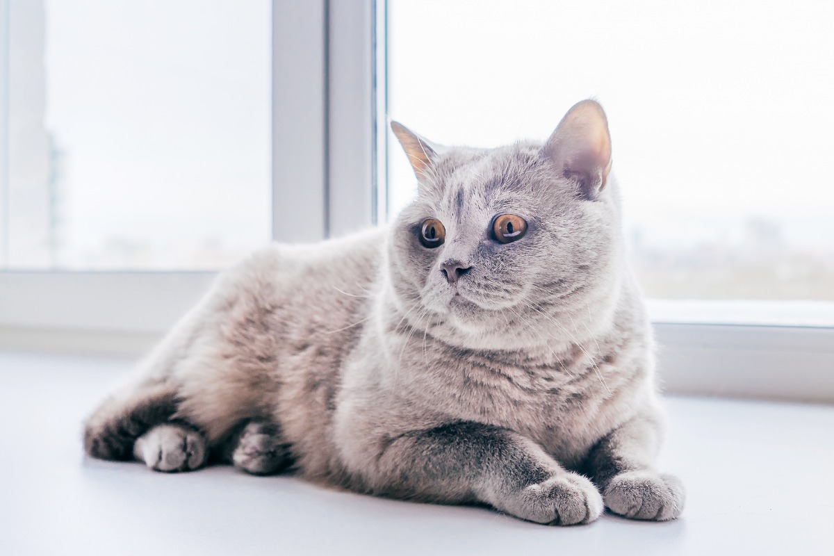 Além de 7 vidas, gatos têm 7 pelagens super raras que parecem mentira