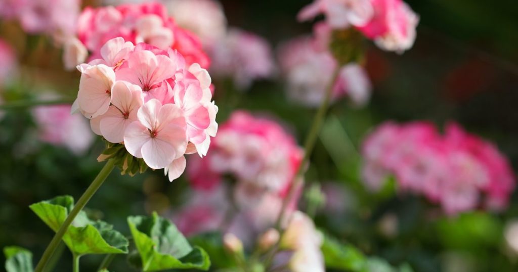 3 plantas obrigatórias que você precisa ter se quiser uma casa cheirosa