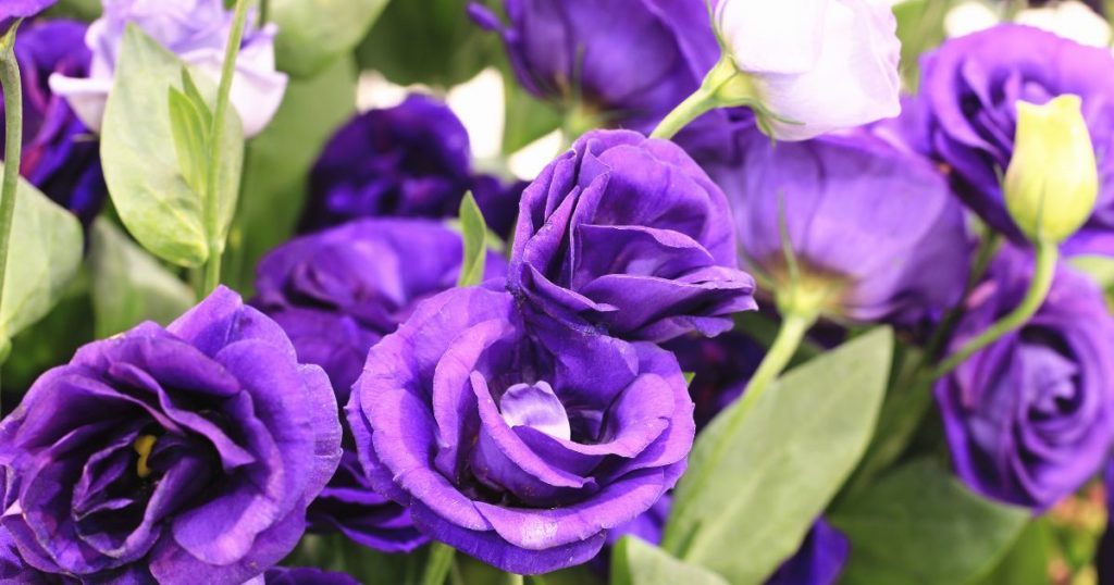 Exóticas: 5 plantas com flores roxas para dar um ar diferente na sua casa