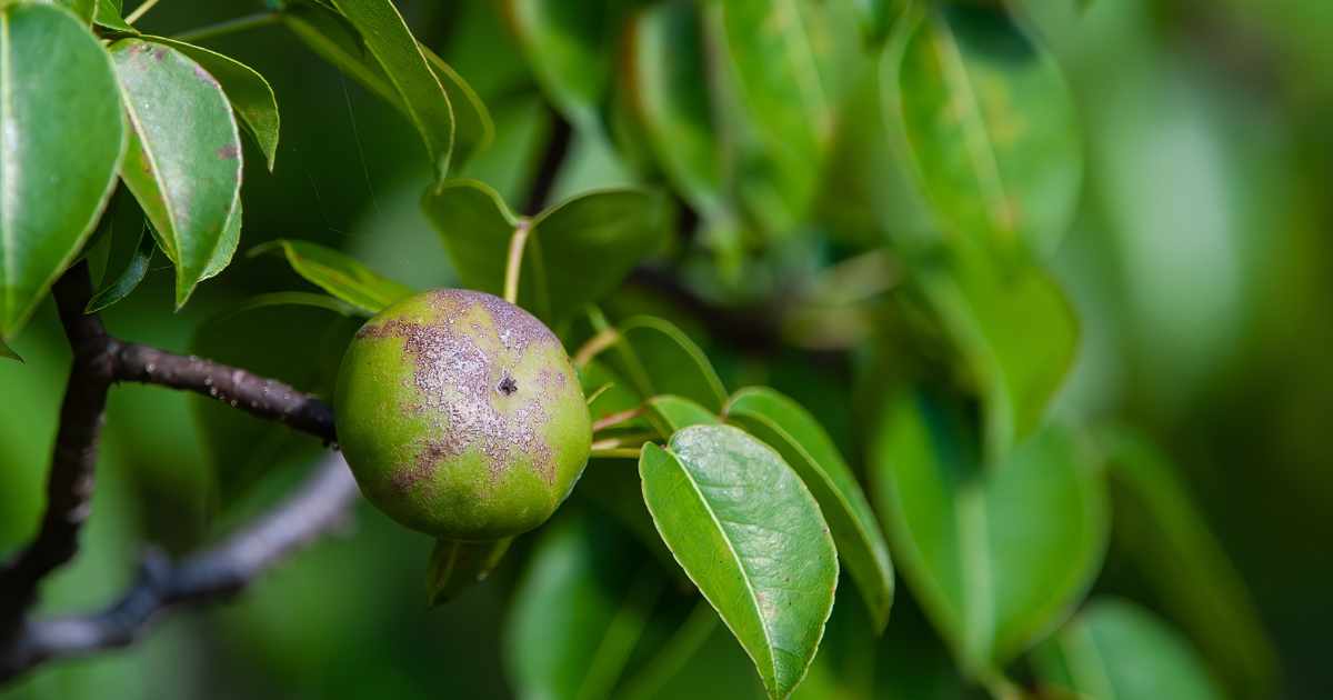 A 'árvore da morte': jamais toque, coma, suba ou chegue perto dela