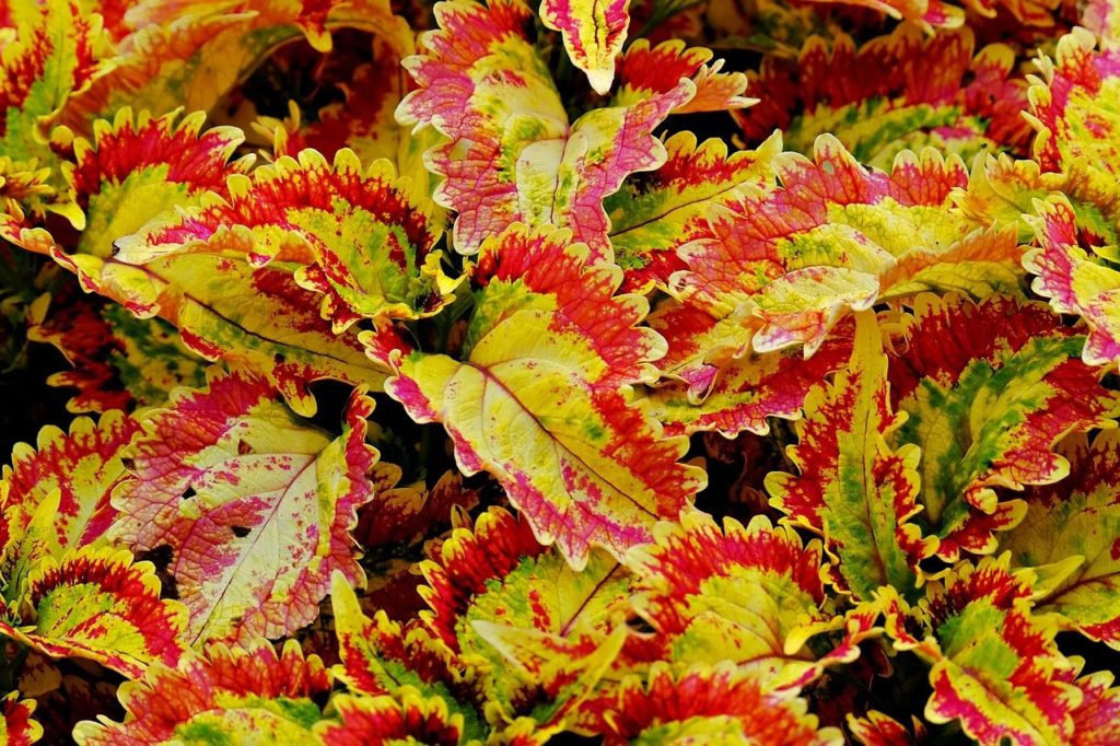 Mosaico perfeito: 7 plantas com folhagem colorida para alegrar seu jardim