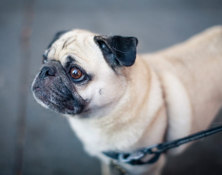 Lambeijos garantidos: as 10 raças de cães mais amorosas e amigáveis