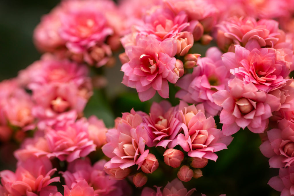 Como plantar a flor-da-fortuna em casa e atrair prosperidade para sua vida