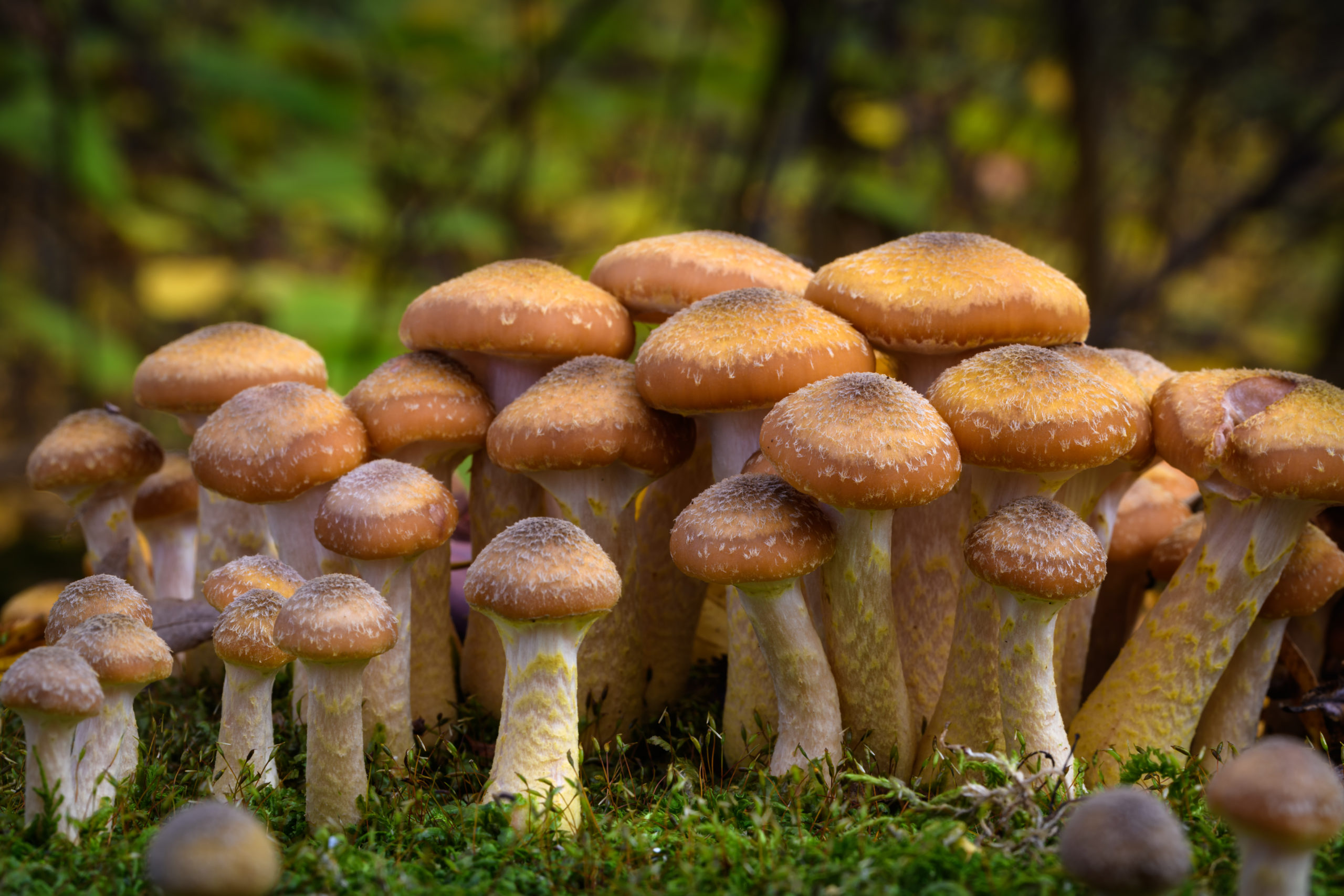 Em alerta: fungo mortal está se espalhando rapidamente no mundo