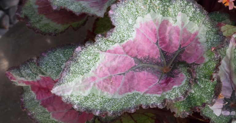 Begônias em flor: como cuidar dessa maravilha de folhagens ornamentais ...