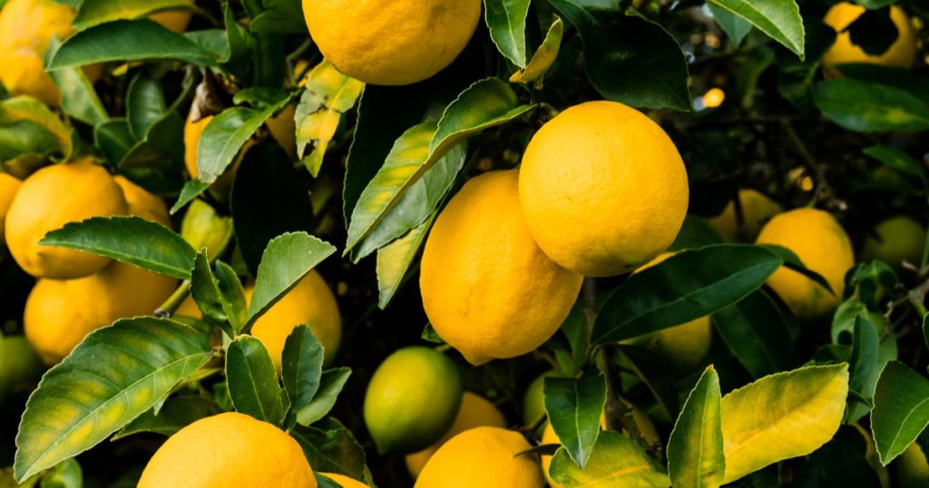 Pomar em casa: 8 árvores frutíferas que dão frutos sem enrolação