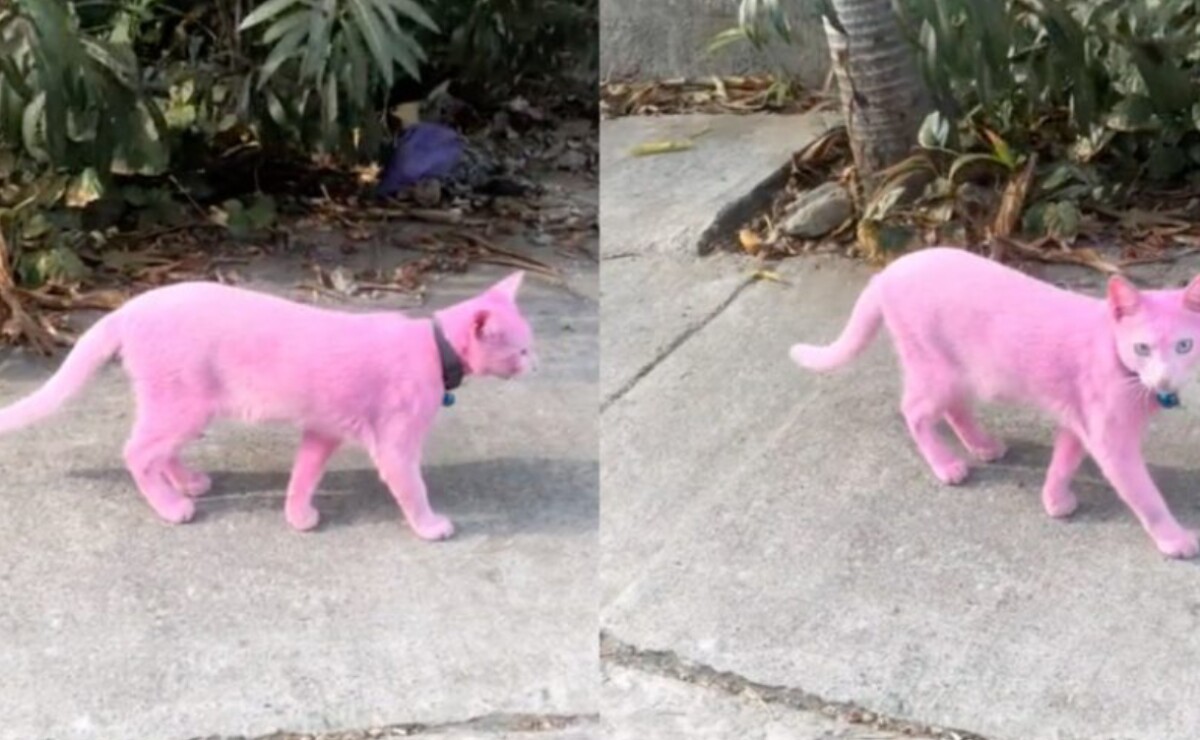 Gato pintado de rosa: web opina sobre viral e crava: 'maus tratos'