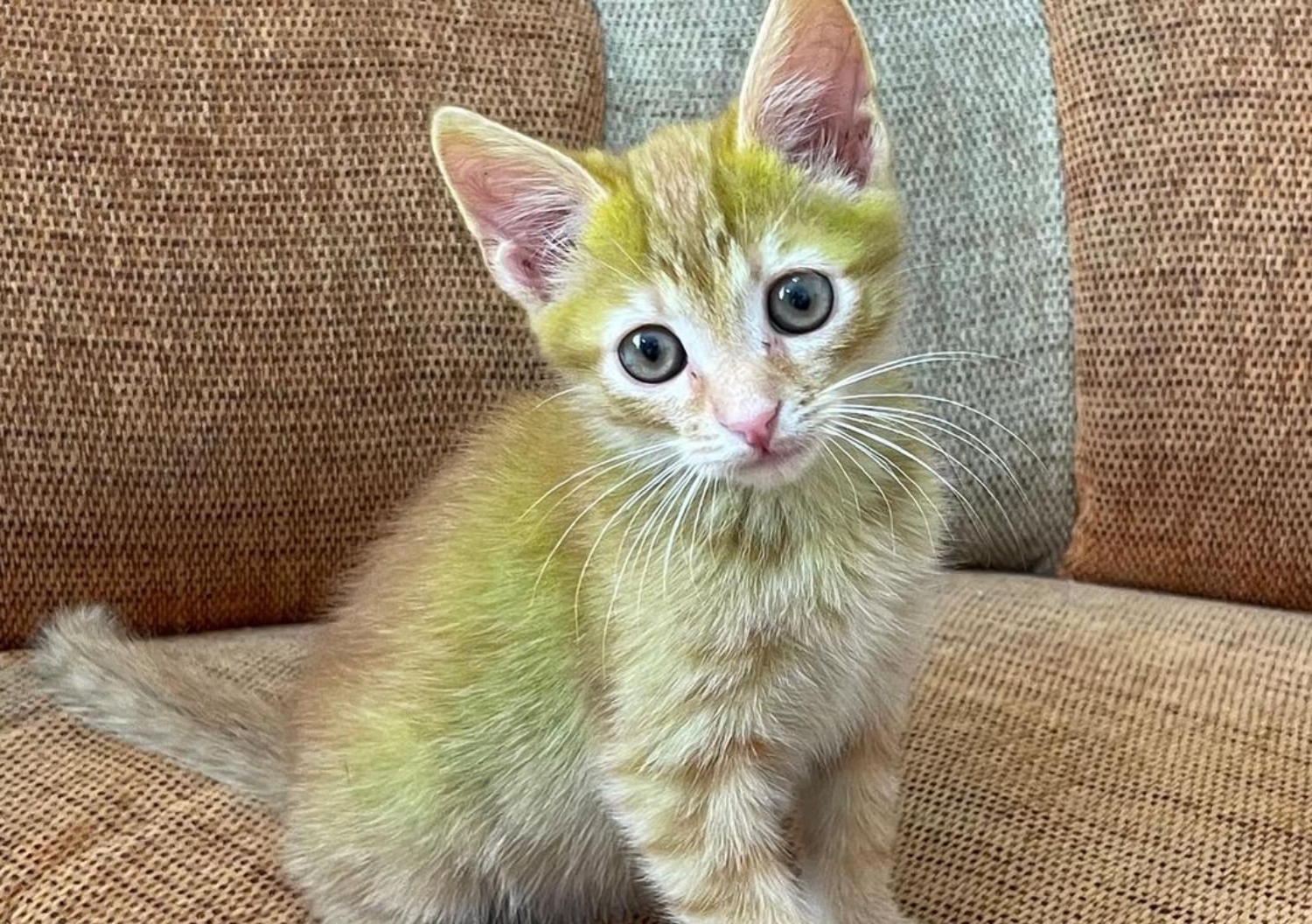 Milagre da natureza: homem adota gato exótico que nasceu com pelo verde