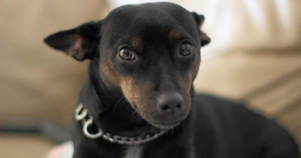 Diversão é com elas: 5 raças de cães que amam brincar com seus tutores