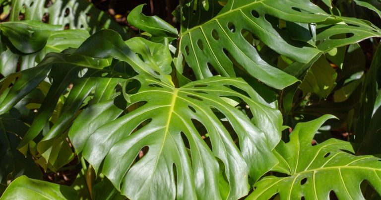 Folha-de-Macaco: planta deixa seu jardim parecendo um 'paraíso tropical'