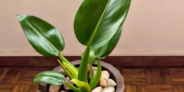 Suas plantas estão morrendo? 3 dicas para 'revivê-las' em tempo recorde