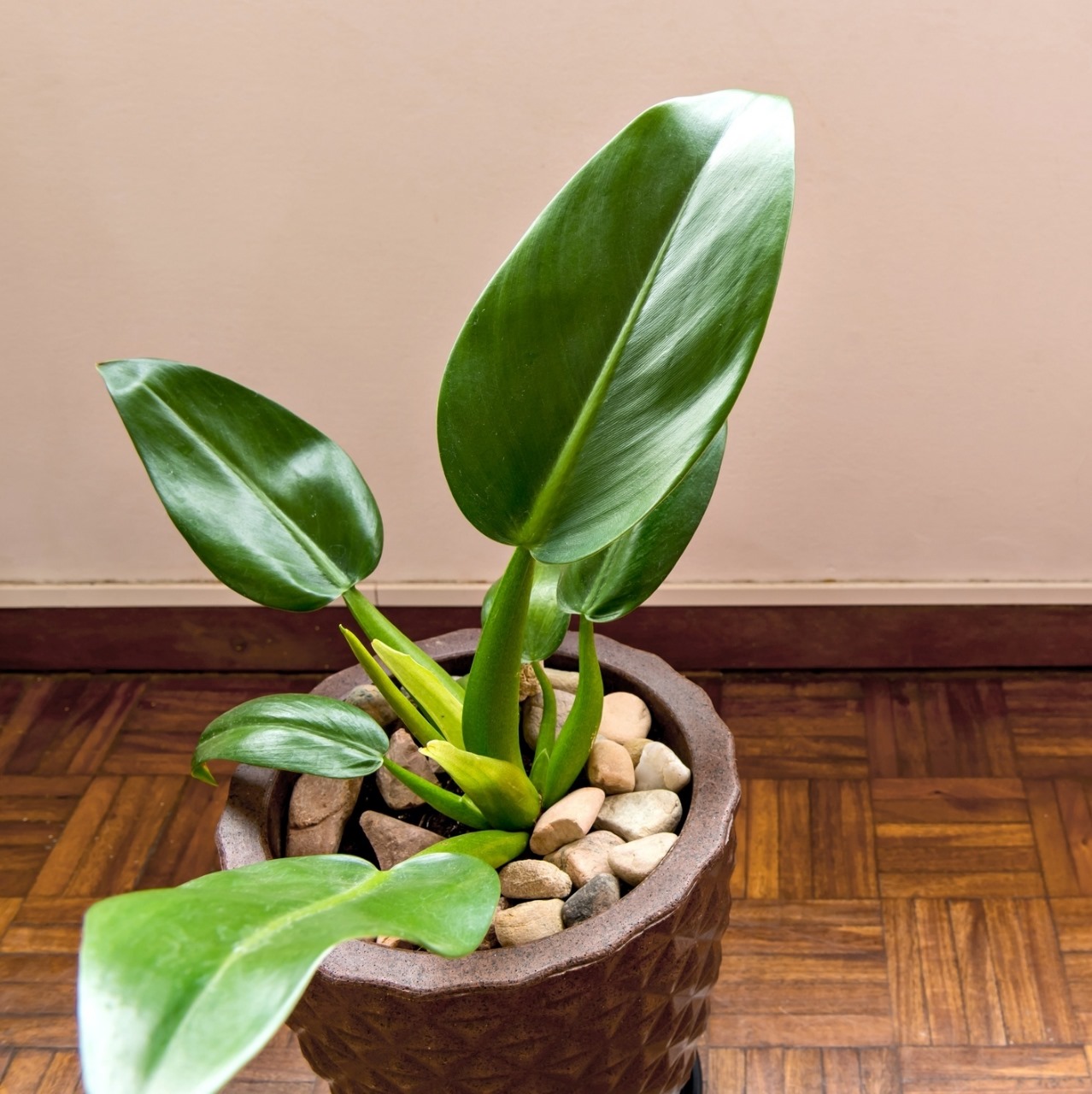 Pacová: como cultivar essa planta ideal para marinheiros de 1ª viagem