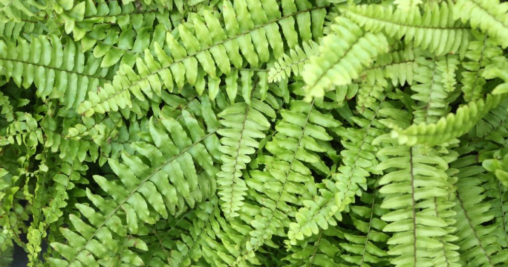 Samambaia não é tudo igual: 4 espécies da planta e como cuidar de cada uma