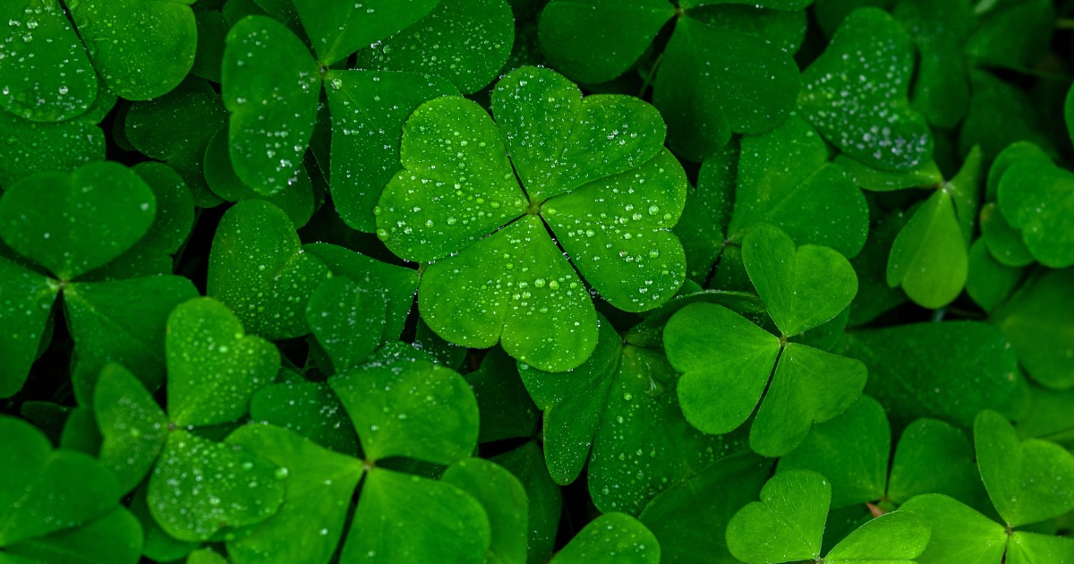 4 segredos do trevo-de-quatro-folhas para atrair sorte para sua casa