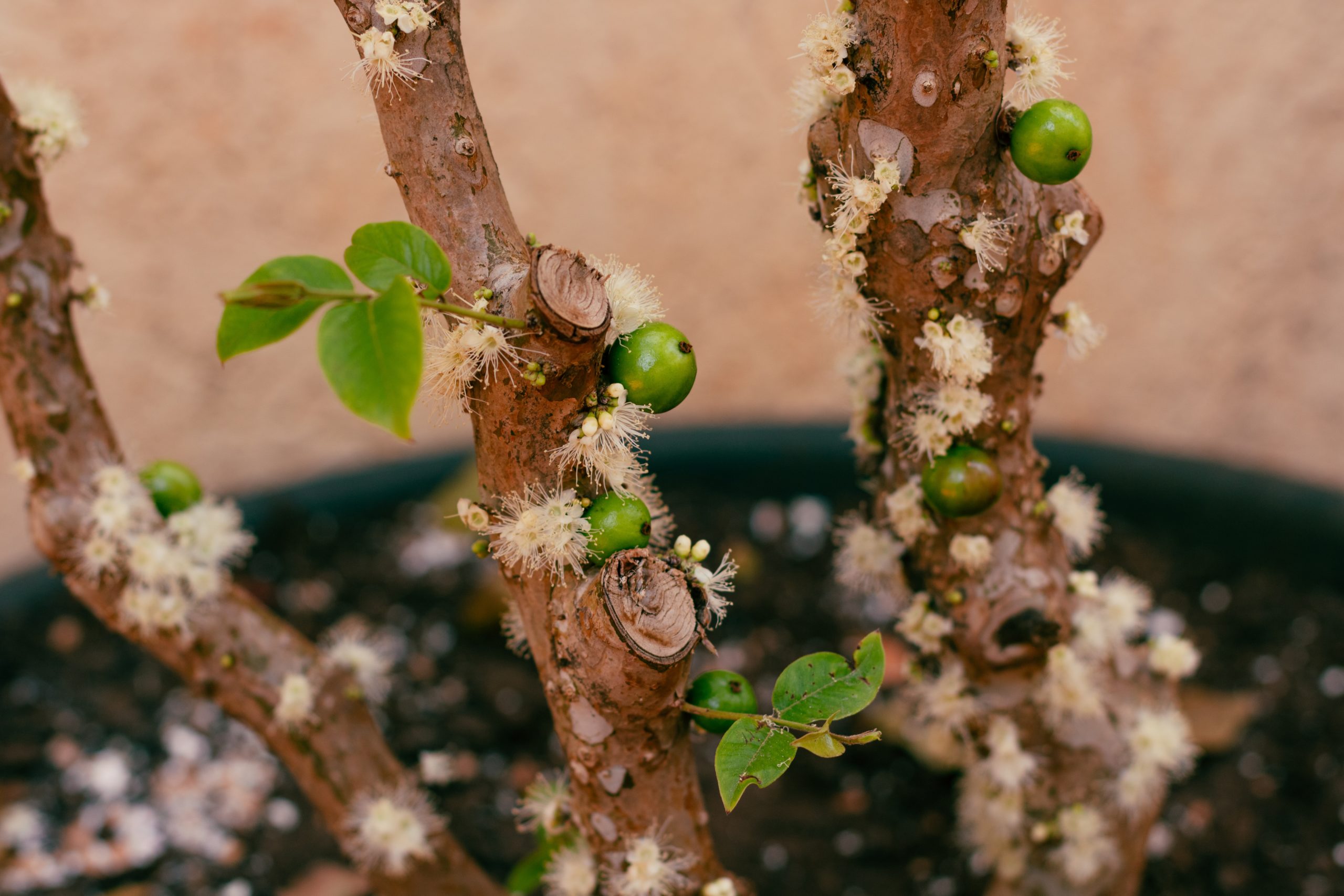 Como cultivar jabuticaba dentro de casa e aproveitar o que ela tem de ...
