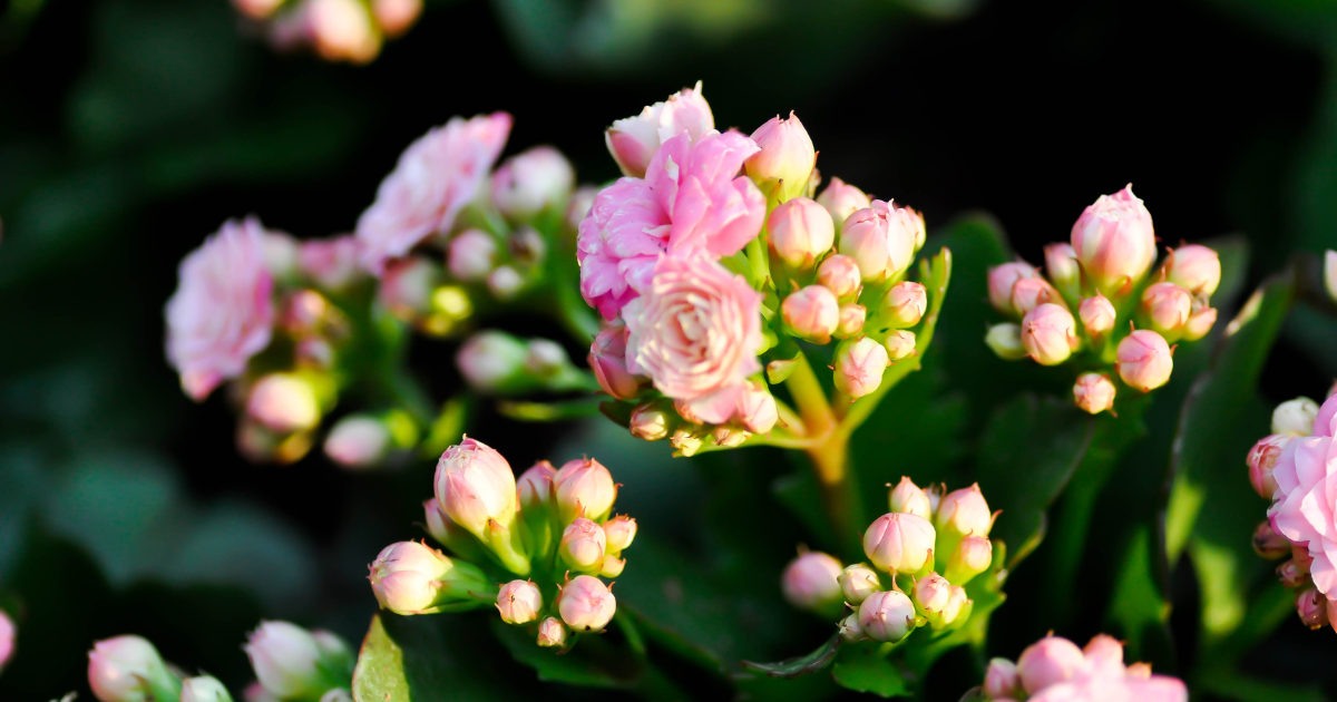 Ímã da prosperidade: como plantar muda da flor-da-fortuna em casa?