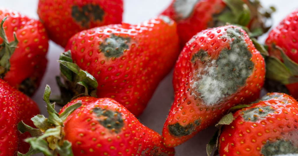Frutas mofadas: se cortar a parte estragada, é seguro comer ...
