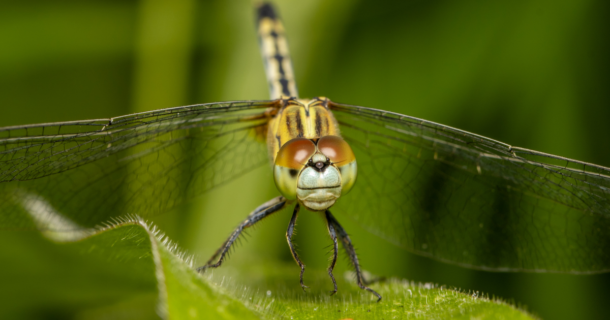 O que significa ver uma libélula em casa? Conheça mistérios e ...