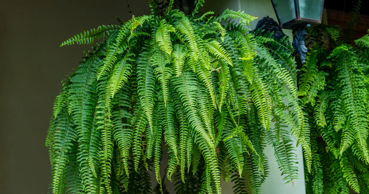 Aprenda a cultivar samambaia em casa e leve mais elegância ao seu espaço