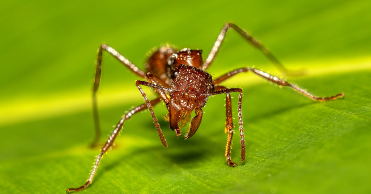 Conheça a tocandira, formiga cuja picada é tão dolorosa quanto um tiro ...
